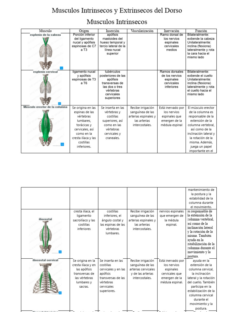 Musculos Intrinsecos y Extrinsecos Del Dorso | PDF | La columna ...