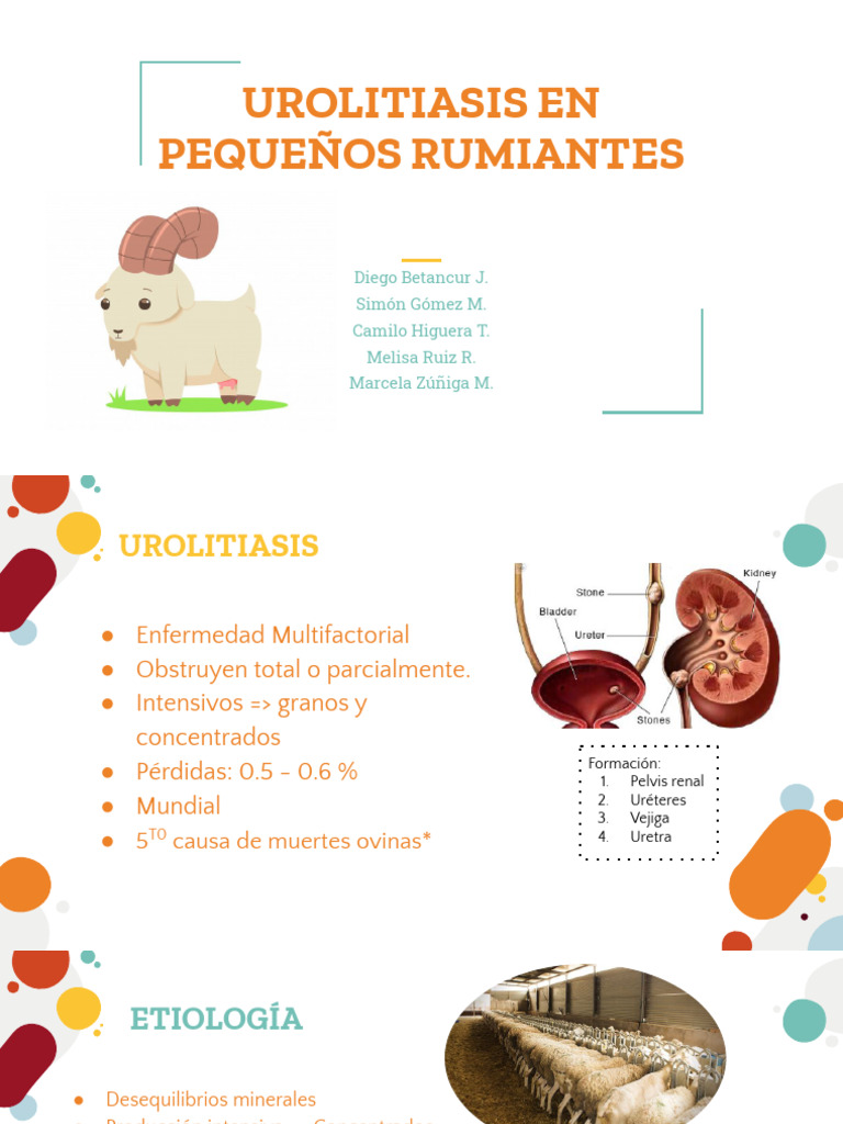 Urolitiasis Timpanismo Ruminal Acidosis Ruminal Alcalosis Ruminal | PDF | Salud y bienestar