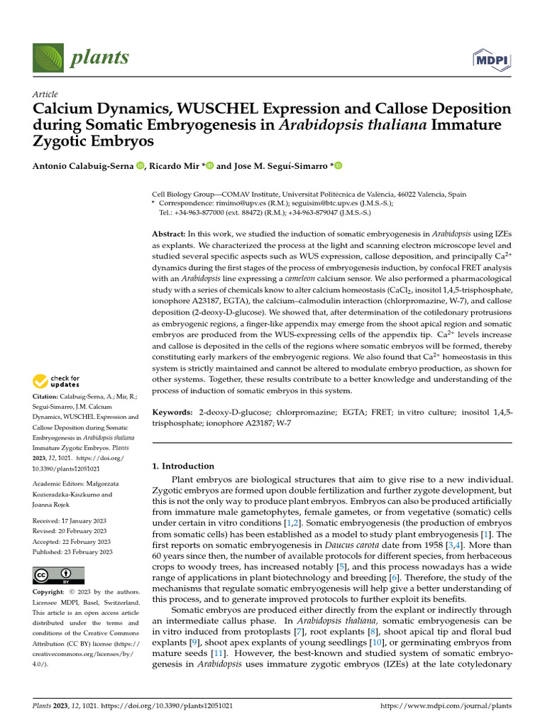 Lupita Embriogenesis Somatica | PDF | Embryo | Developmental Biology