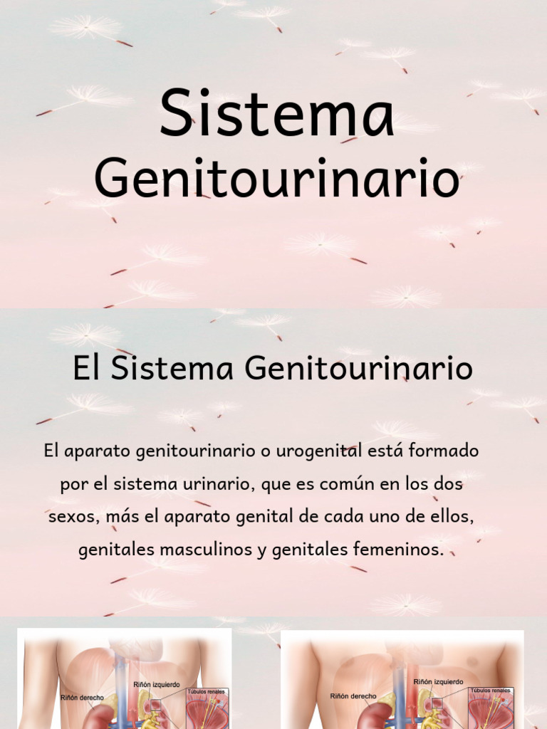 Sistema Genitourinario. | PDF | Sistema urinario | Riñón