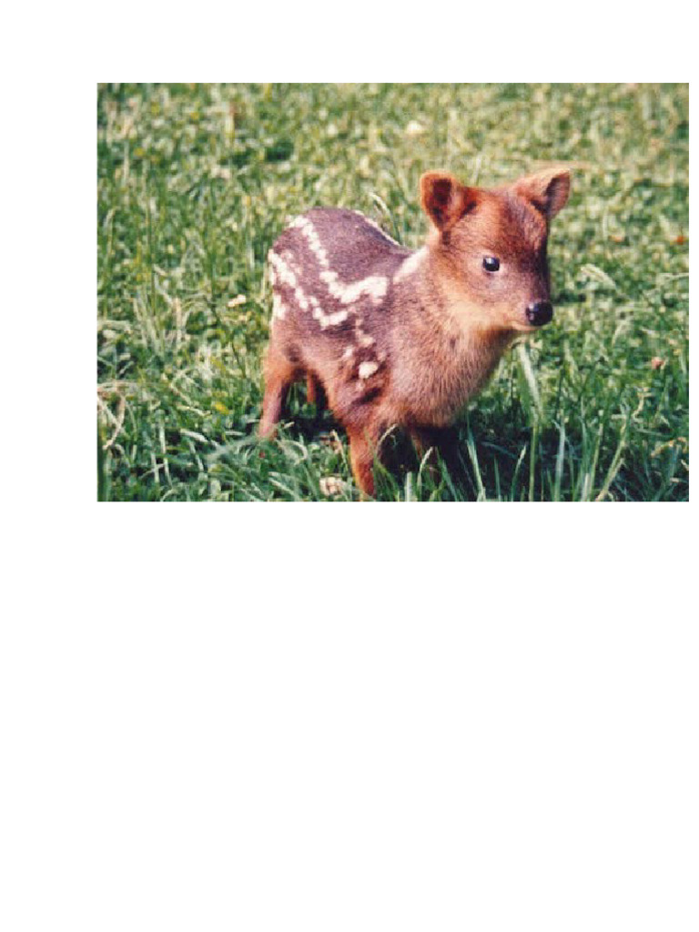 pudu | PDF