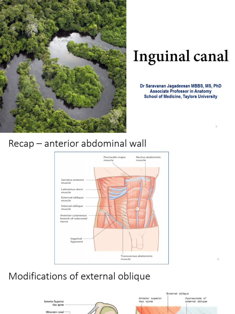 SVN - Inguinal Canal - 240505 - 104656 | PDF | Anatomy | Musculoskeletal System