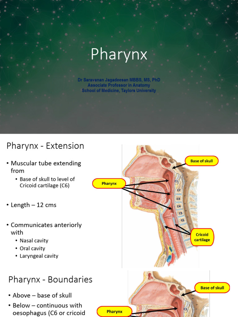 SVN - Pharynx - 240505 - 104745 | PDF | Larynx | Respiratory System