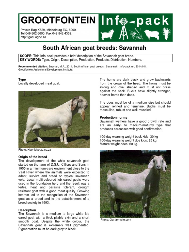 South African Savannah Goat Breed Overview | PDF | Goat | Meat