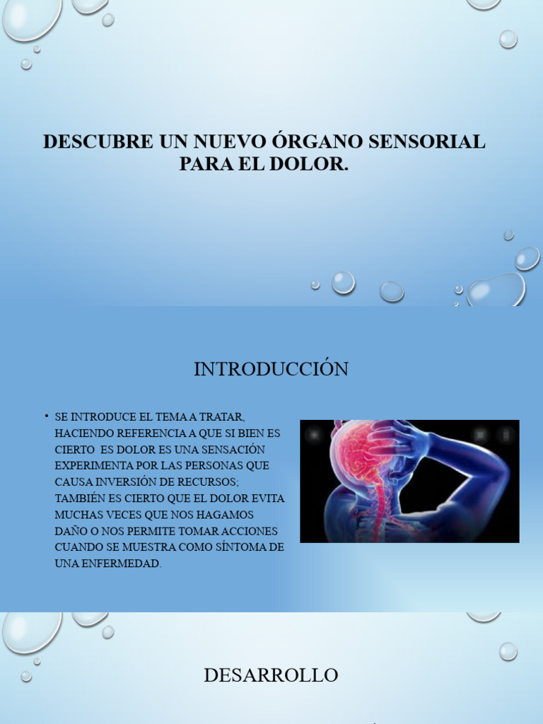 Descubre Un Nuevo Órgano Sensorial para El Dolor | PDF