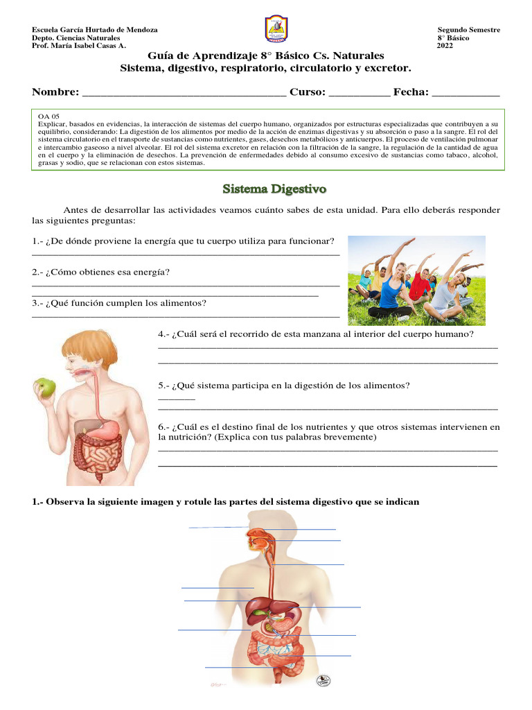 Guía Repaso Sistemas | PDF | Digestión | Sistema digestivo humano