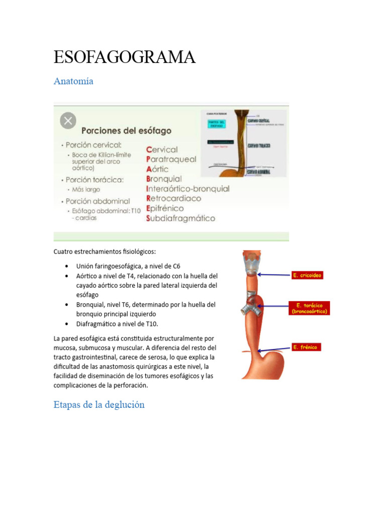 ESOFAGOGRAMA | PDF | Esófago | La enfermedad por reflujo gastroesofágico