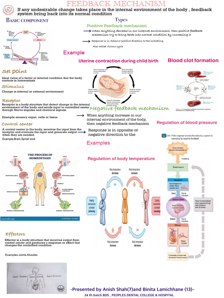Feedback mechanism poster presentation | PDF | Feedback | Negative Feedback