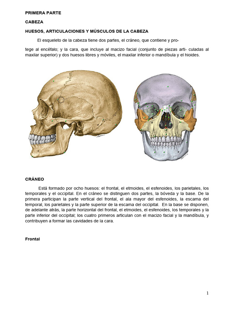 Cabeza y Cuello | PDF | Cabeza y cuello humanos | Anatomía humana