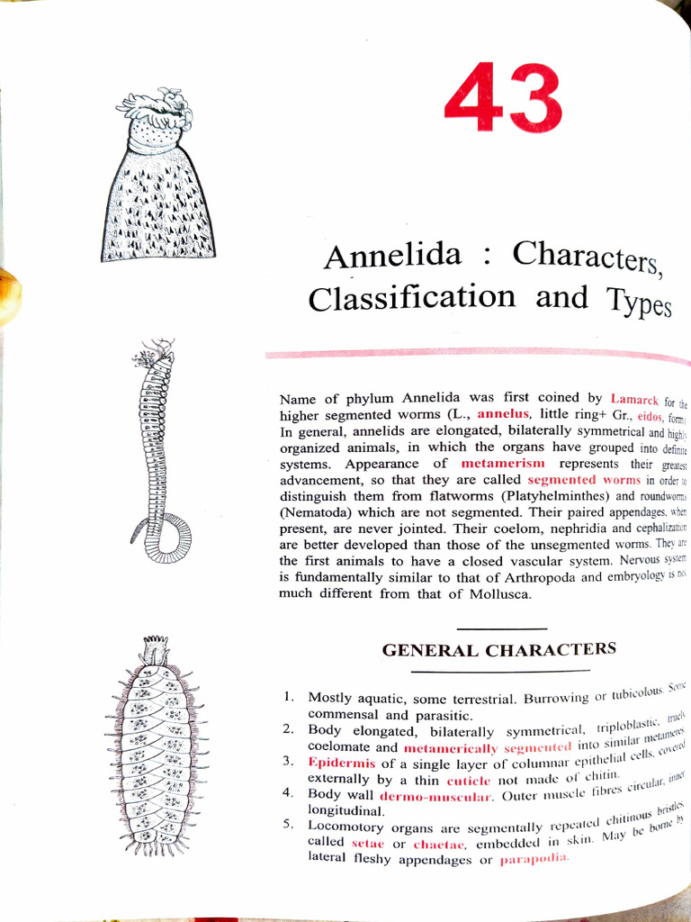 Annelida 1 | PDF