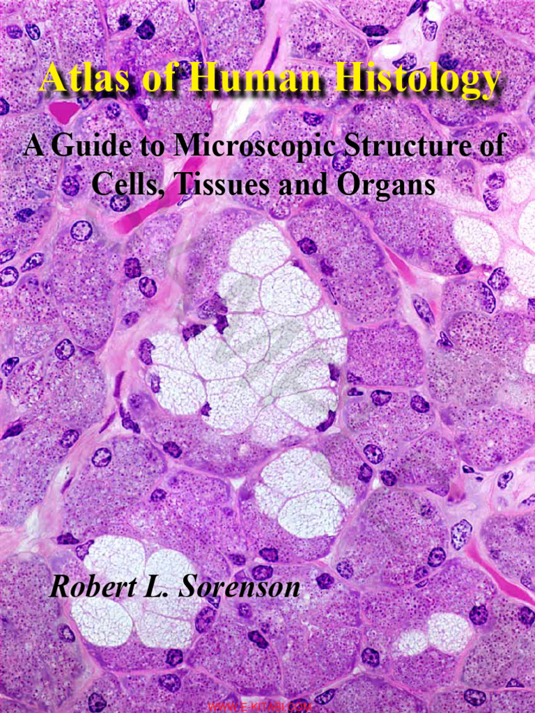 Atlas of Human Histology | PDF | Stomach | Gastrointestinal Tract