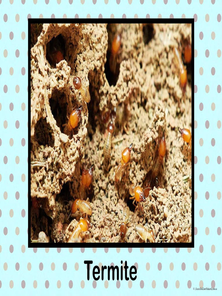 Insect Bugs Posters Termite | PDF