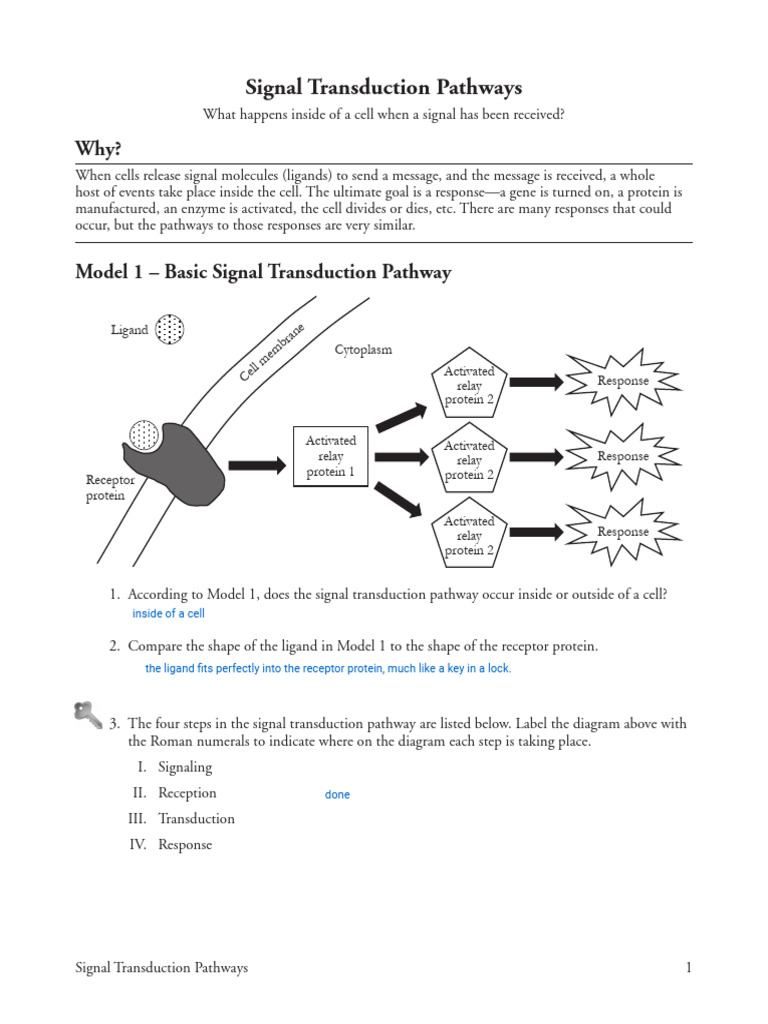 Signal Transduction Pathways-S | PDF | Cell Signaling | Signal Transduction