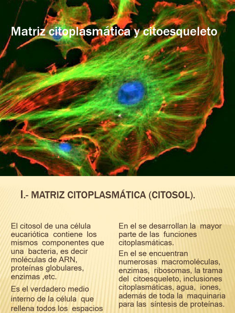 Citoesqueleto y Matriz Citoplasmatica | PDF | Microtúbulos | Actina