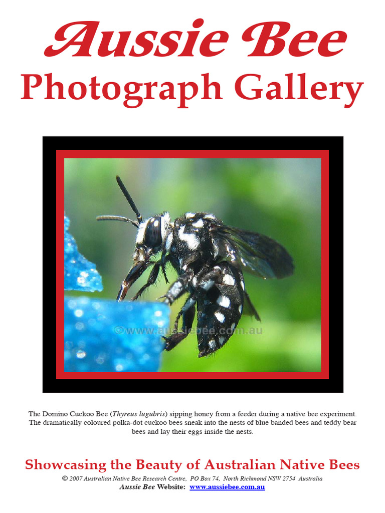 Aussie Bee Gallery | Download Free PDF | Bees | Beekeeping