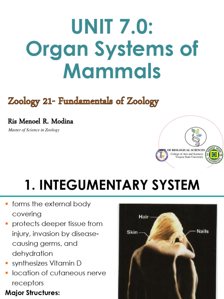 7.0 Animal Organ Systems | PDF | Vertebral Column | Human Body