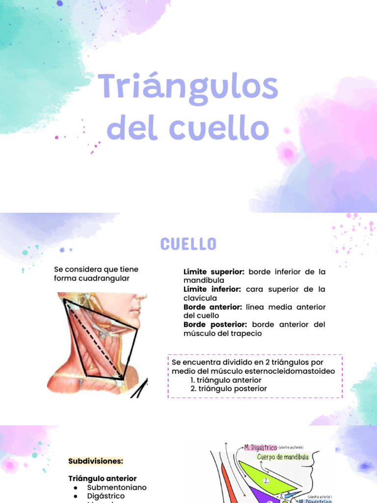 Triangulos del cuello | PDF | Sistema musculoesquelético | Anatomía