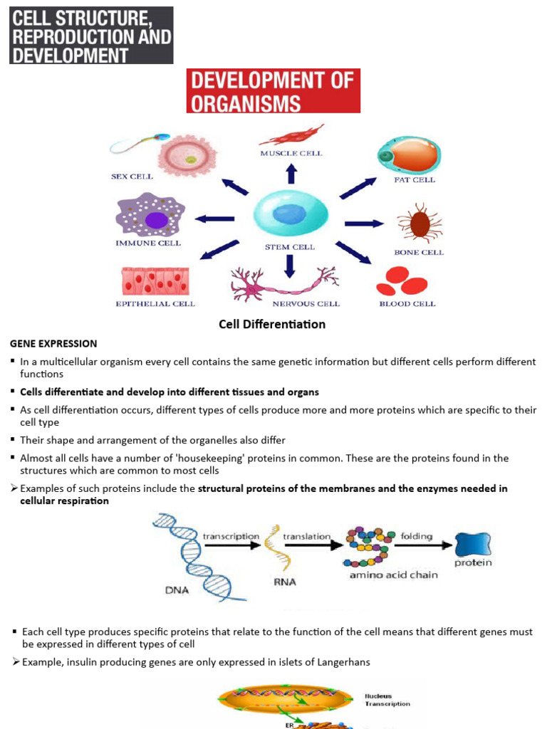 Development of Organisms | PDF | Genetic Linkage | Gene