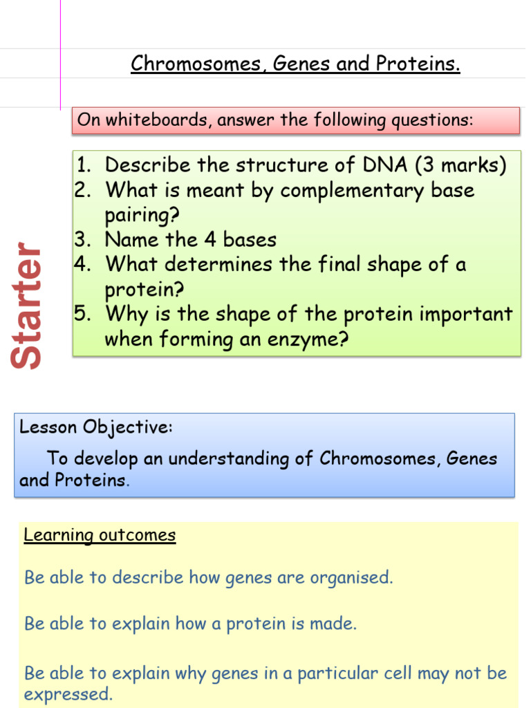 Student Chromosomes Genes and Proteins ERI | PDF | Gene | Dna
