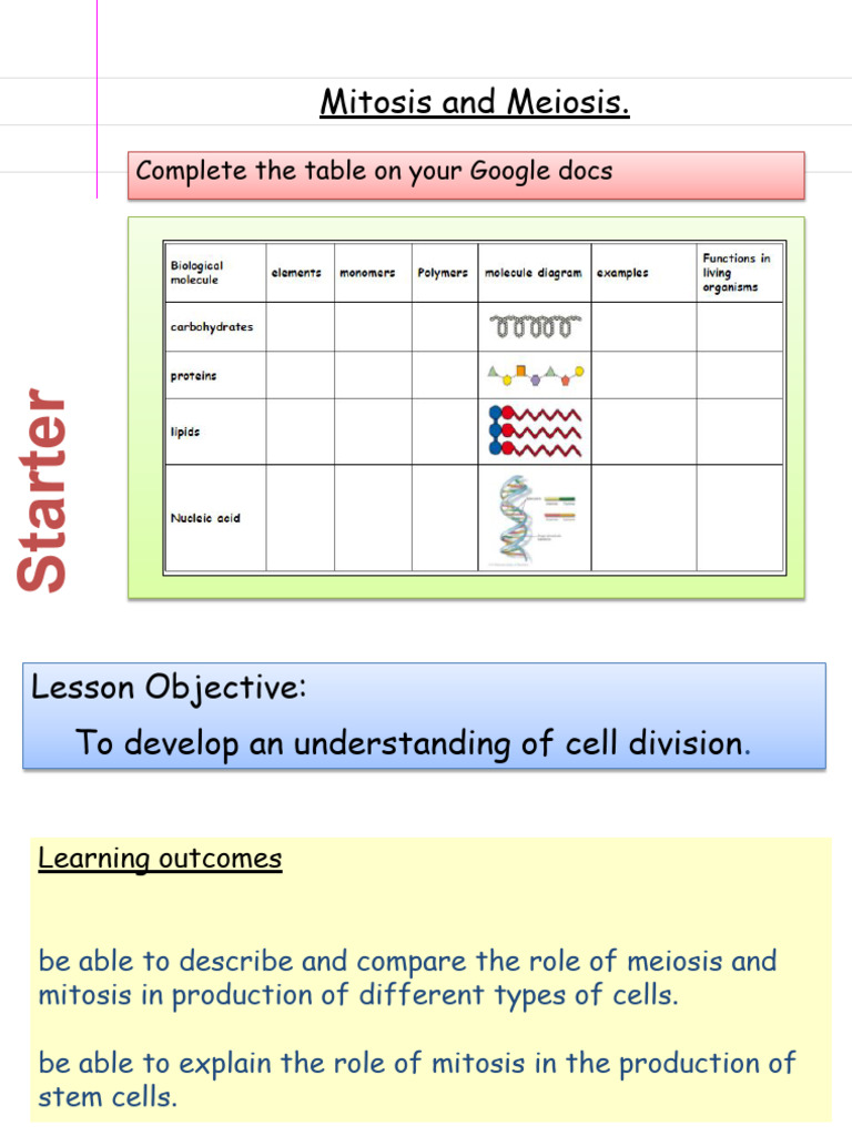 Student Mitosis and Meiosis ERI | PDF | Meiosis | Ploidy