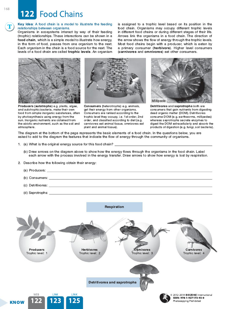 122 Food Chains | PDF | Food Web | Foods