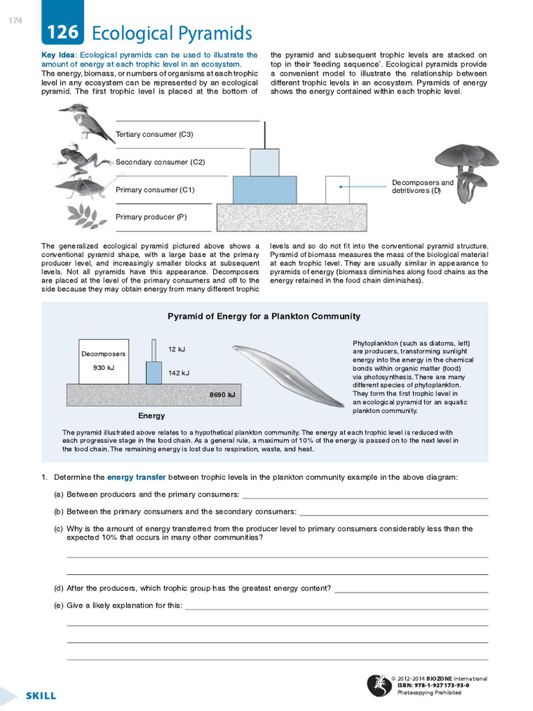 126 Ecological Pyramids | PDF | Food Web | Ecology