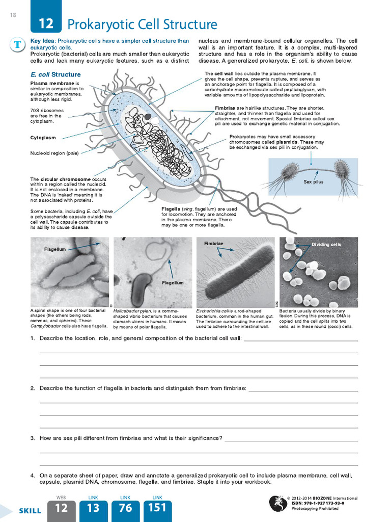 12 - Prokaryotic Cell Structure | PDF | Cell (Biology) | Bacteria