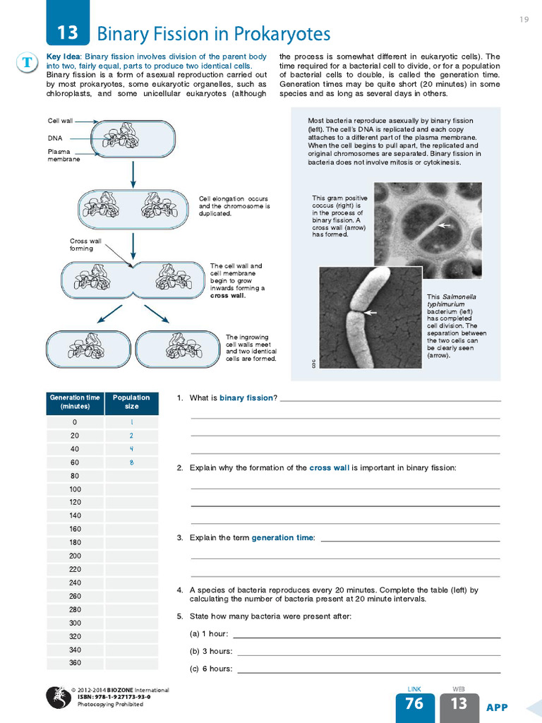 13 - Binary Fission in Prokaryotes | PDF | Cell (Biology) | Bacteria