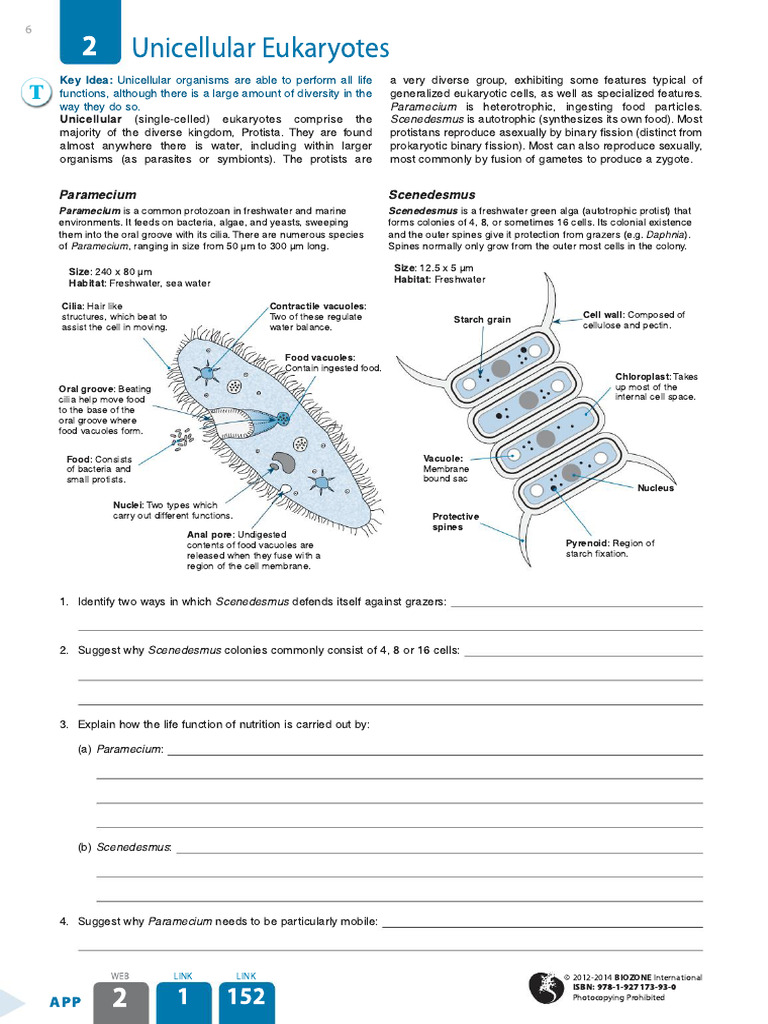 2 - Unicellular Eukaryotes | PDF | Cell (Biology) | Eukaryotes