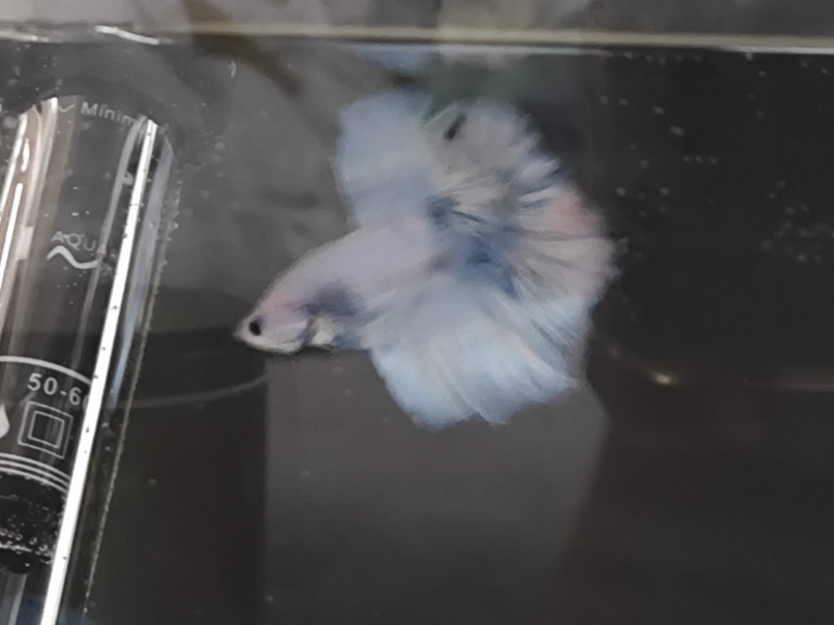 Fish | PDF