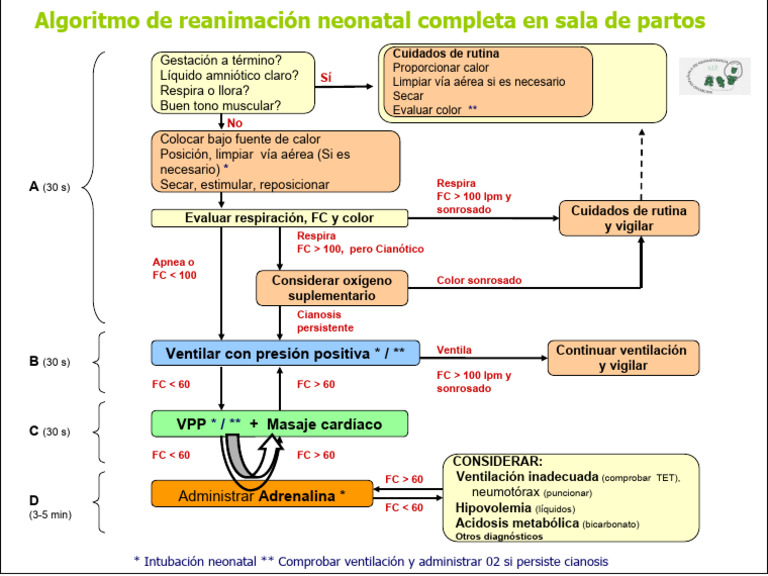 Algoritmo de Reanimación Neonatal 2025 | PDF | Emergencias Médicas ...