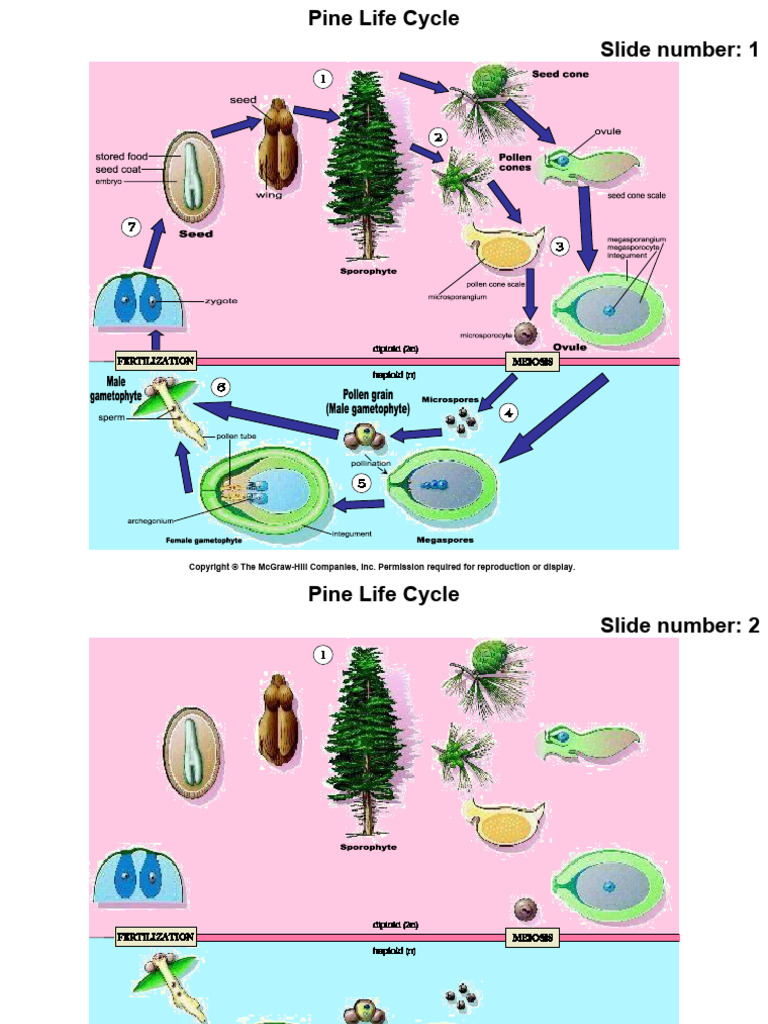 36 Pine Life Cycle | Download Free PDF | Government Information | Document
