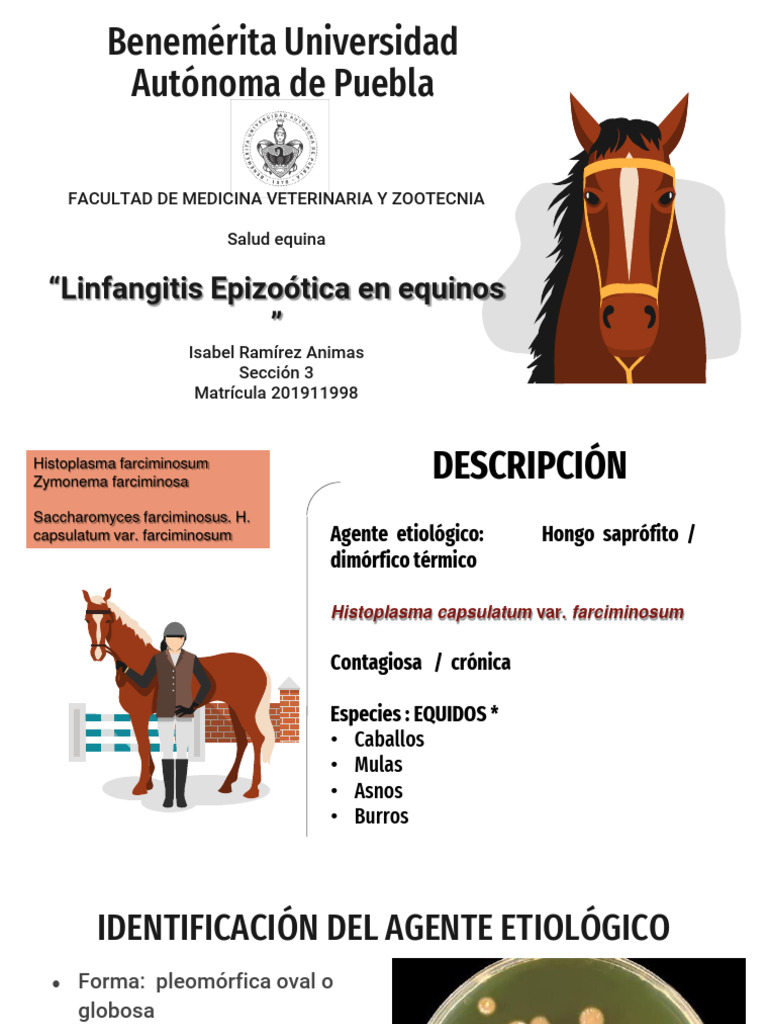 Linfangitis Caballos | Descargar gratis PDF | Medicina CLINICA ...