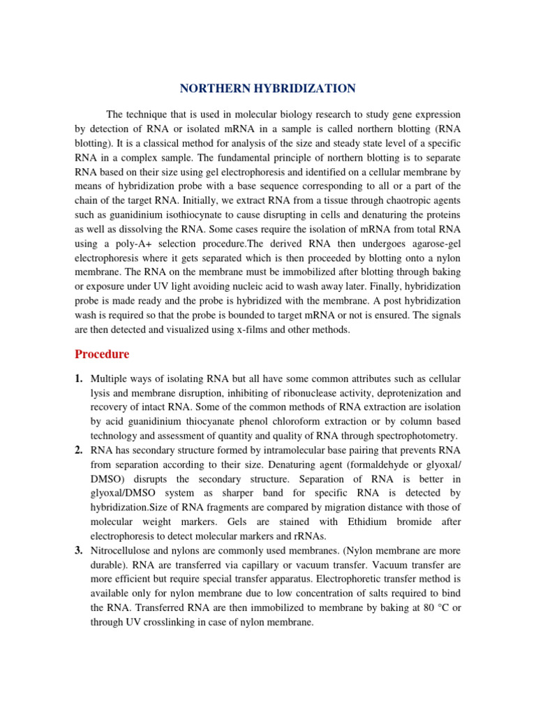 Northern Hybridization | PDF | Northern Blot | Blot (Biology)