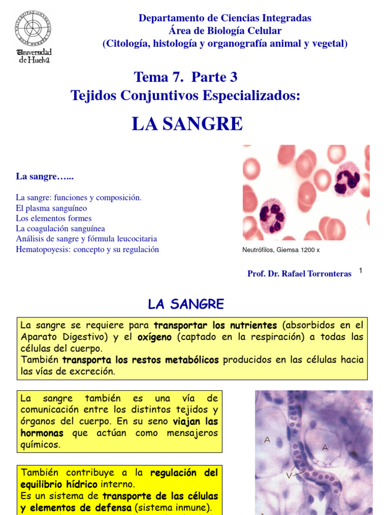 Presentación-Tema 7-Tejido Conjuntivo-3 Parte-La Sangre-Color Con Fondo ...