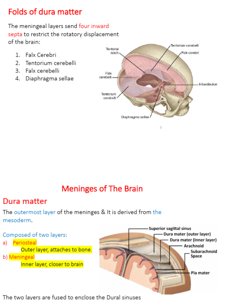2 - Meninges | PDF | Spinal Cord | Central Nervous System