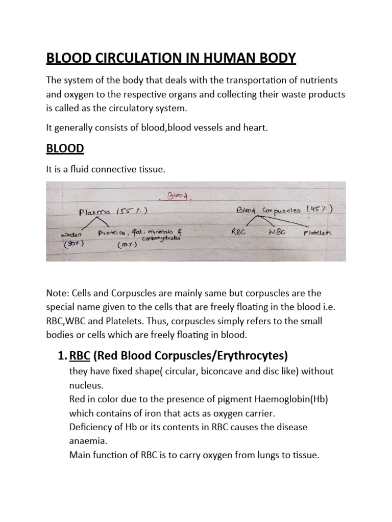 Blood Circulation | PDF | Ventricle (Heart) | Heart Valve