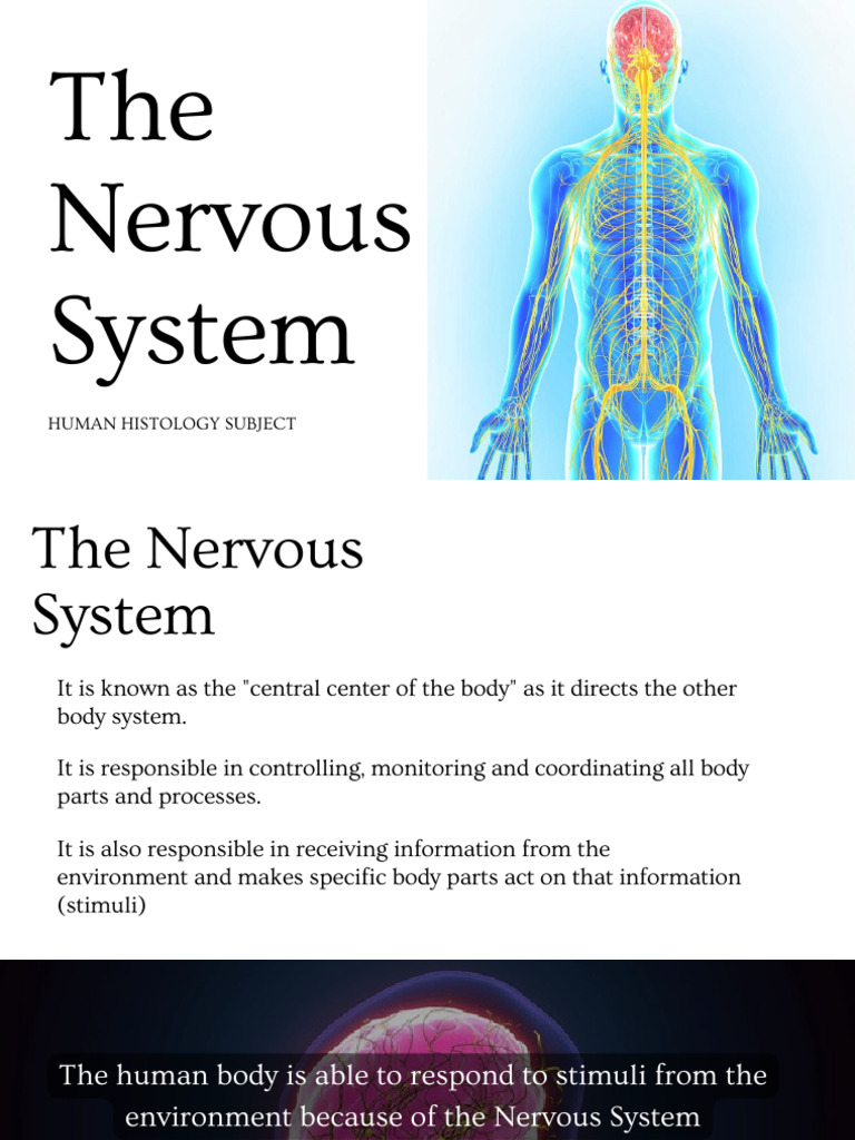 Nervous System and Its Function | PDF | Cerebrospinal Fluid | Nervous ...