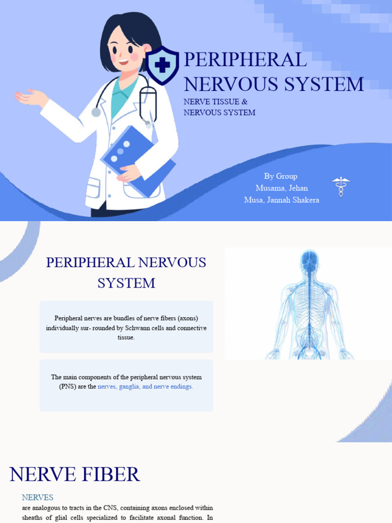 Understanding the Peripheral Nervous System | PDF | Nerve | Axon
