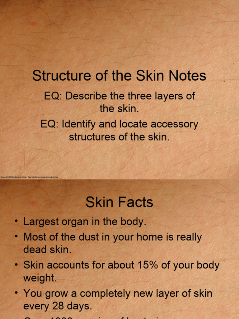 Structure of The Skin Notes | PDF | Skin | Hair