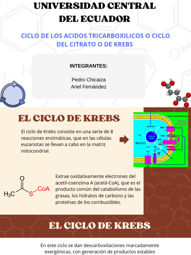 Ciclo de Los Acidos Tricarboxilicos o Ciclo Del Citrato o de Krebs | PDF | Ciclo del ácido ...
