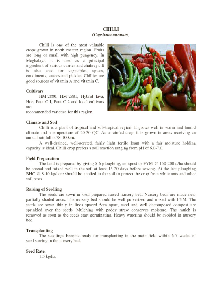 CHILLI | PDF | Plant Nursery | Mulch