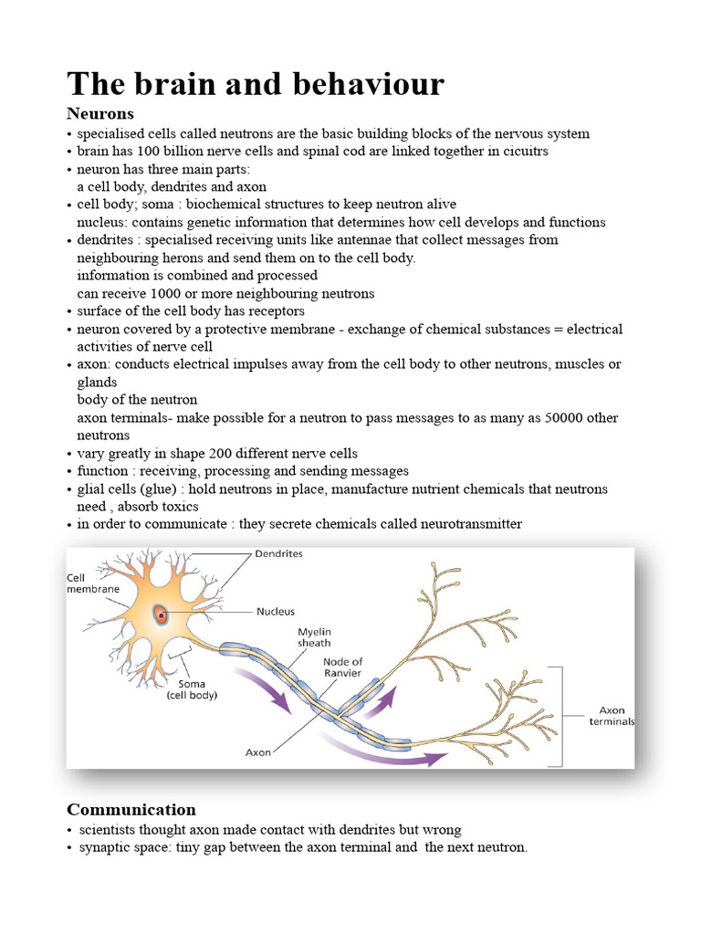 Brain and Behaviour | PDF | Nervous System | Neuron