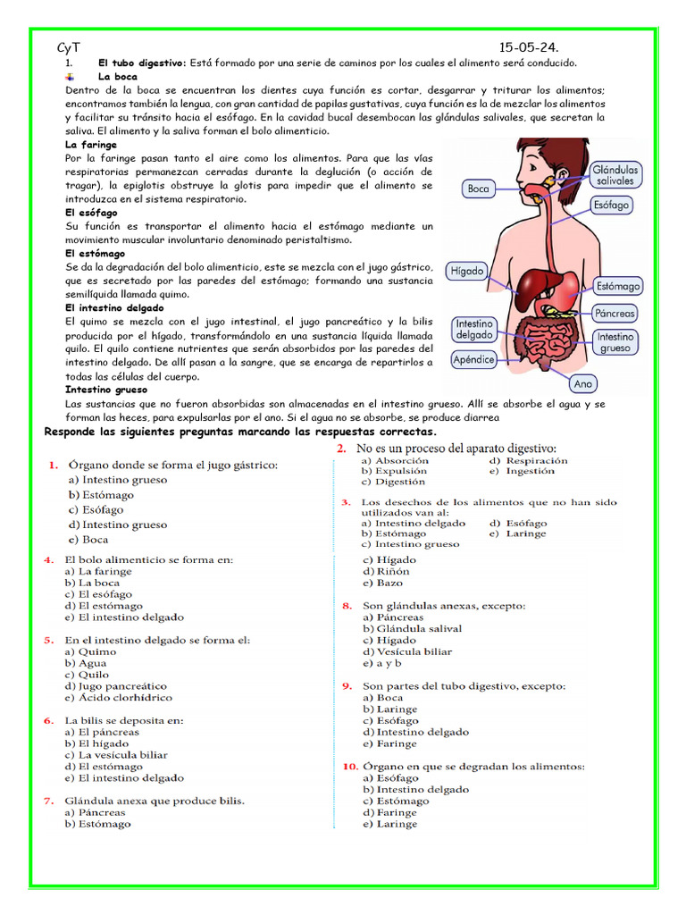 Ficha aparato digestivo 14-05-24 OK | PDF