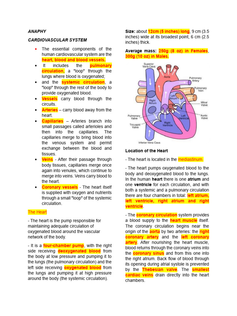ANAPHY-REVIEWER CARDIO Part 1 | PDF | Heart | Atrium (Heart)
