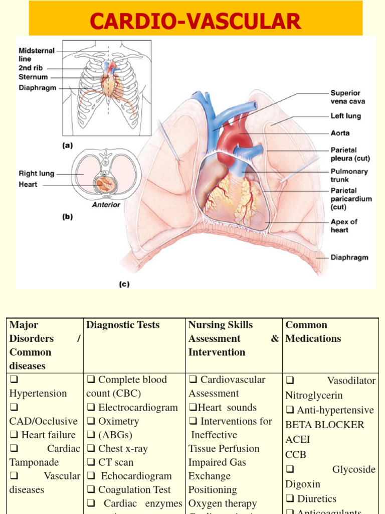 3 Review Cvs | PDF | Heart | Cardiovascular System