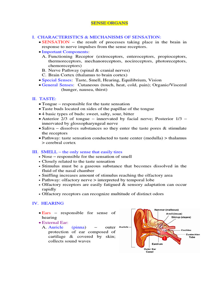Medsurg Neuro Sense Organs | PDF | Senses | Ear
