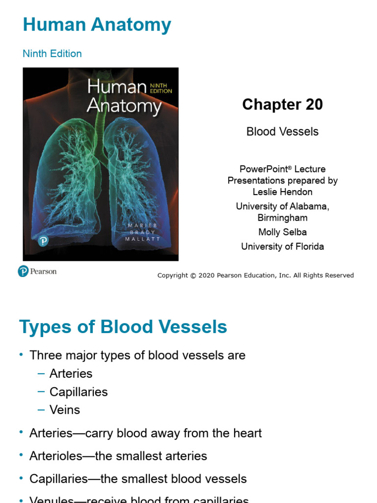 Chapter 20 Blood Vessels Anatomy | PDF | Vein | Common Carotid Artery