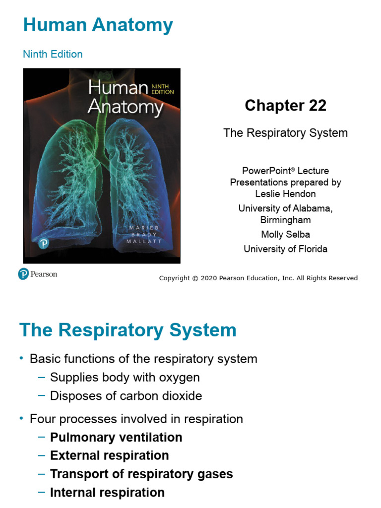 Chapter 22 Respiratory System Anatomy Pdf Respiratory Tract Lung
