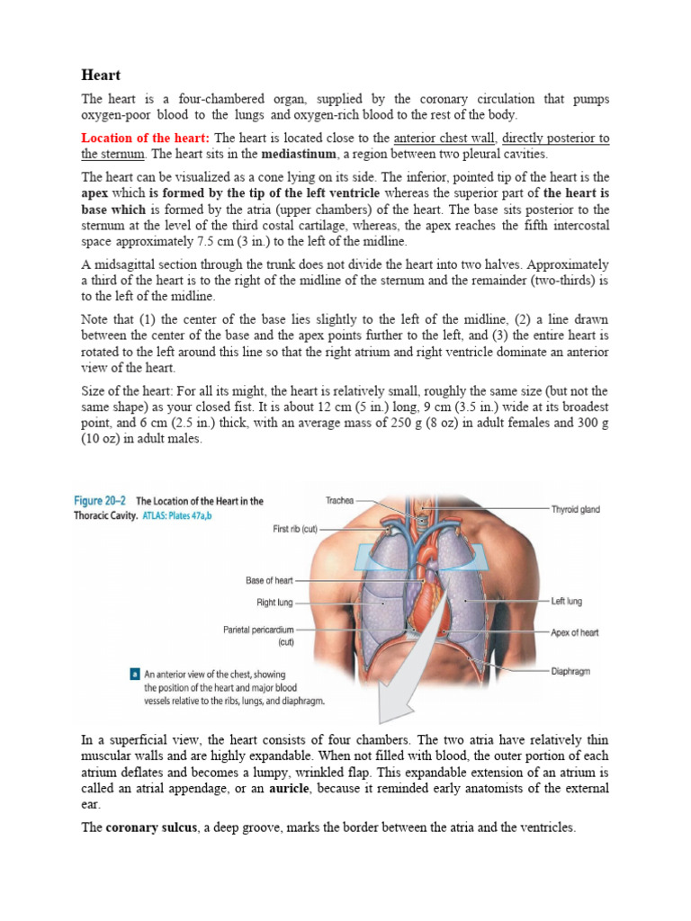 The Heart - Notes | PDF | Heart Valve | Coronary Circulation